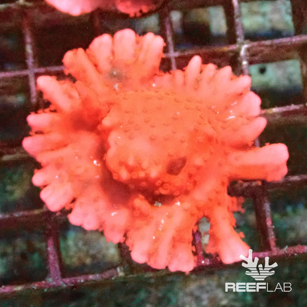 Montipora setosa | ReefLab